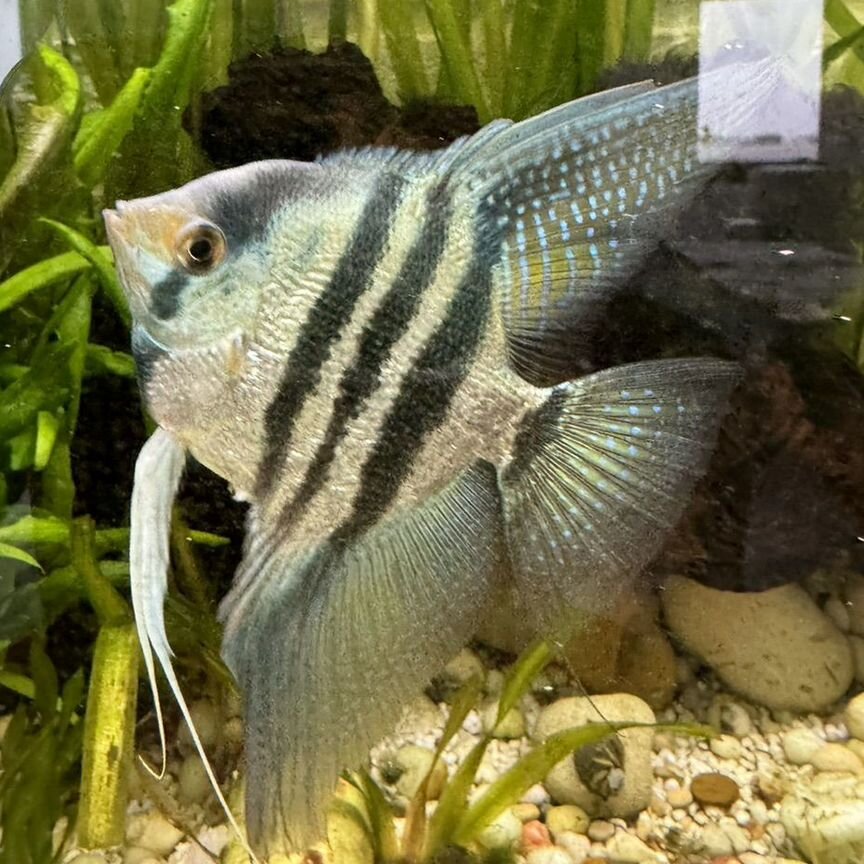 Скалярия пиной