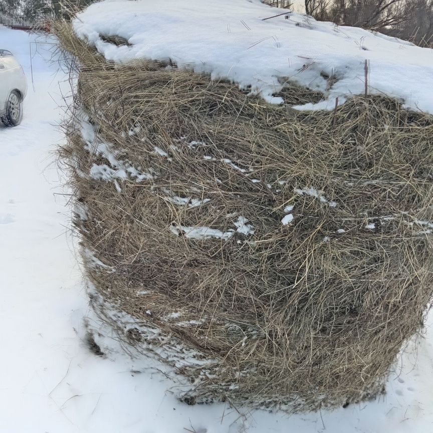 Продам сено в рулонах