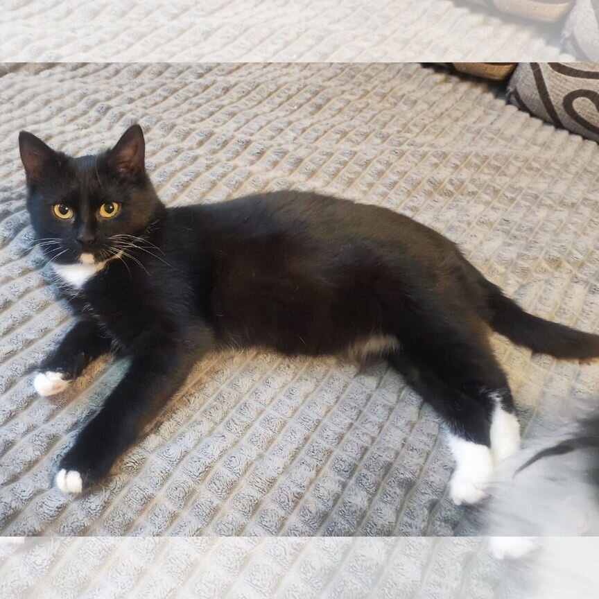 Котёнок в добрые руки