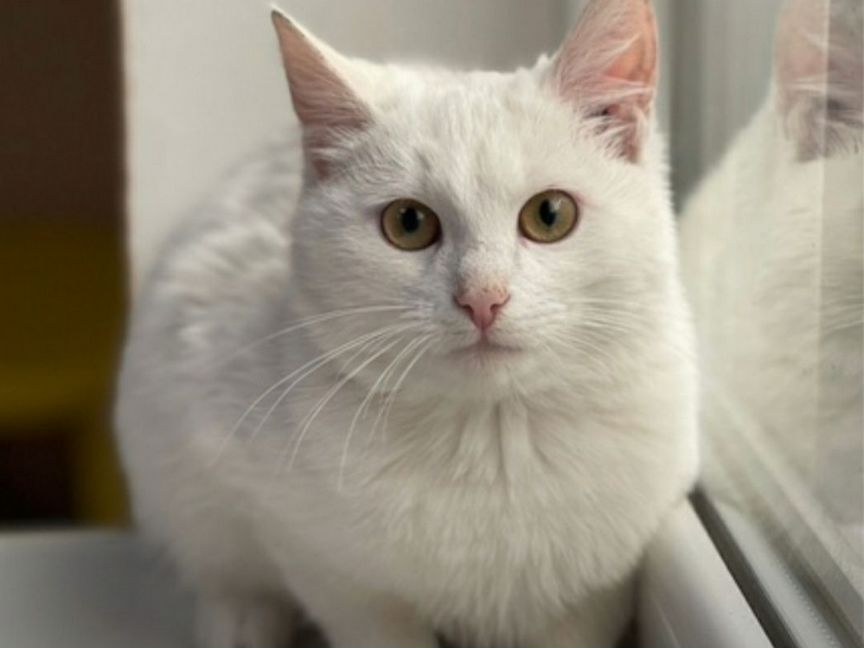 Котики