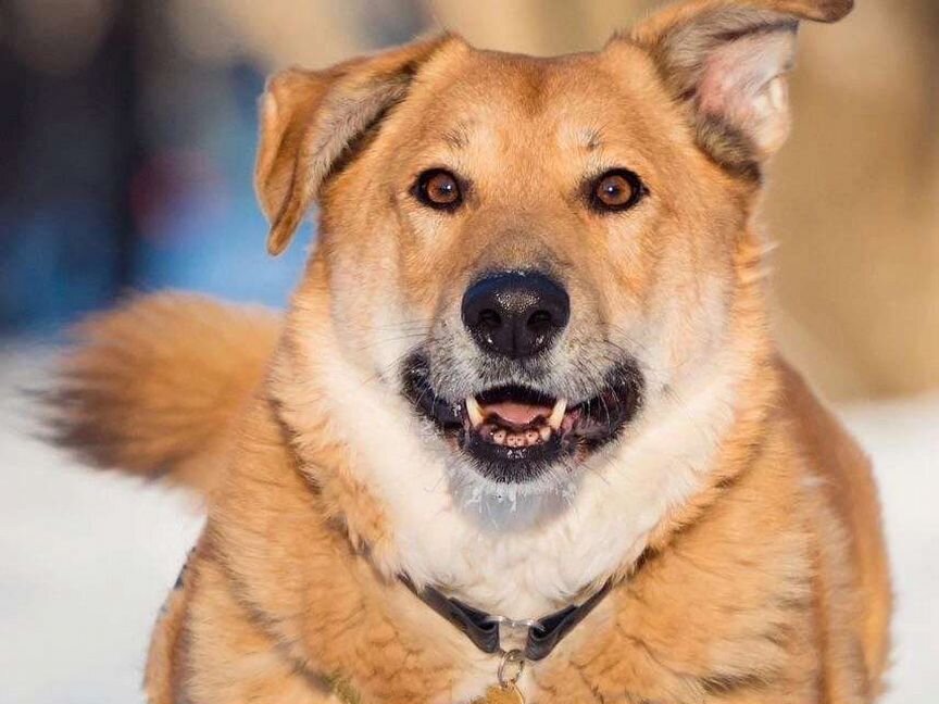 Собака в добрые руки