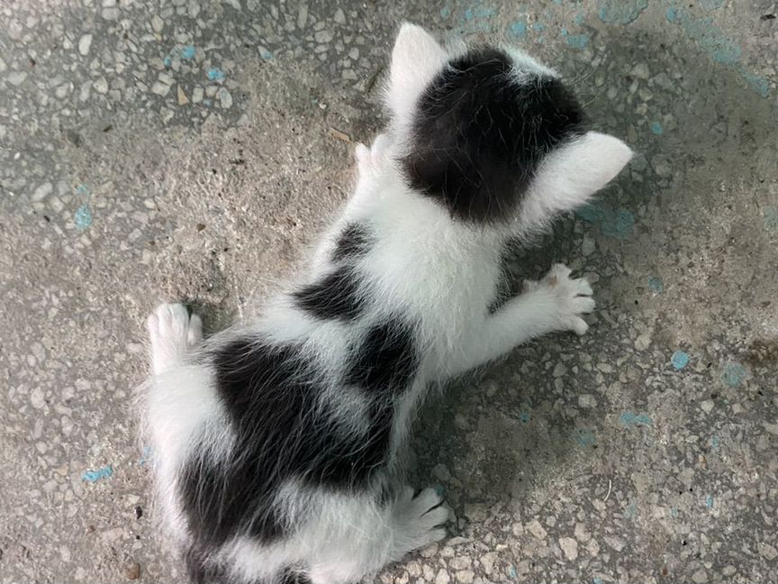 Отдам в добрые руки котят