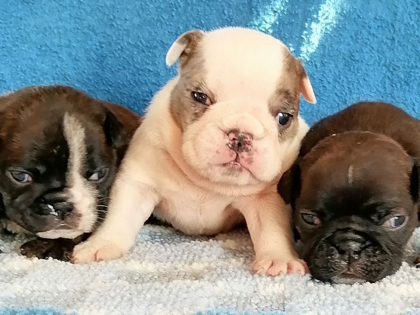 Девочки с редким окрасом