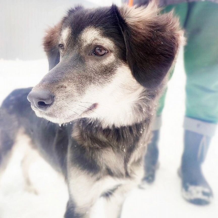 Собачка шейла