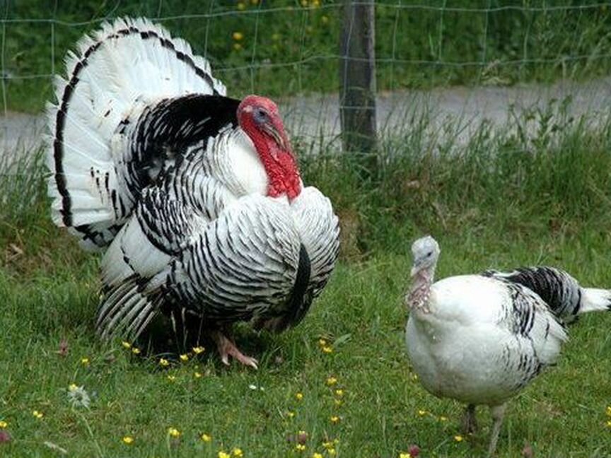 Индюки северокавказские (семья)