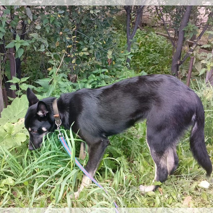 Взрослая собака в добрые руки