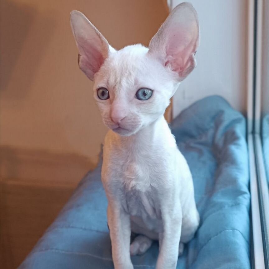 Котенок корниш рекс девочка