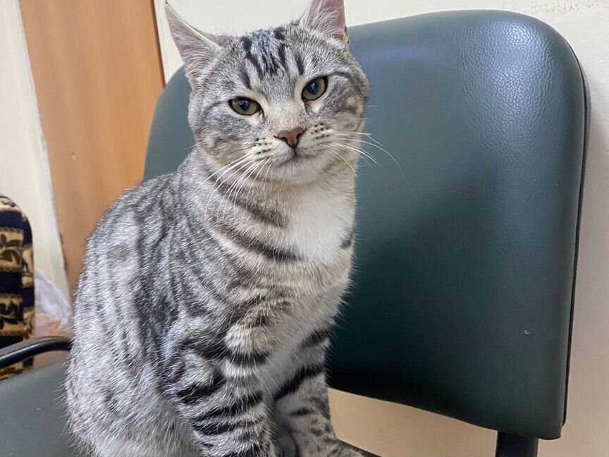 Котик ищет дом