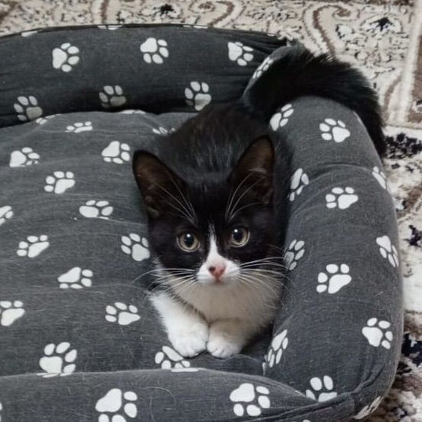 Котенок мальчик в добрые руки