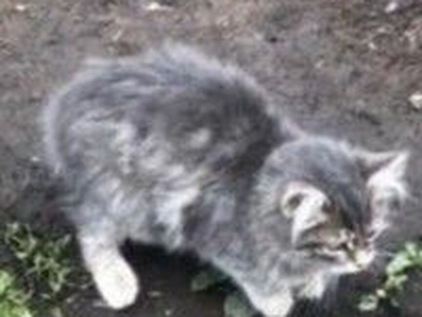 Котёнок ищет дом