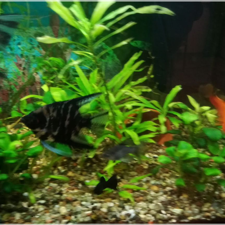 Скалярия самка взрослая