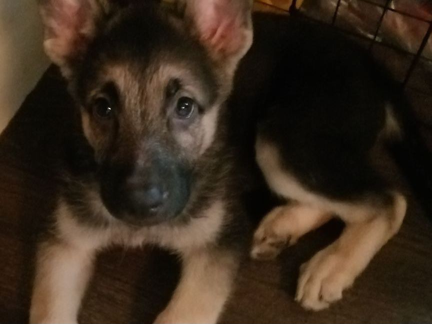 Восточноевропейская овчарка