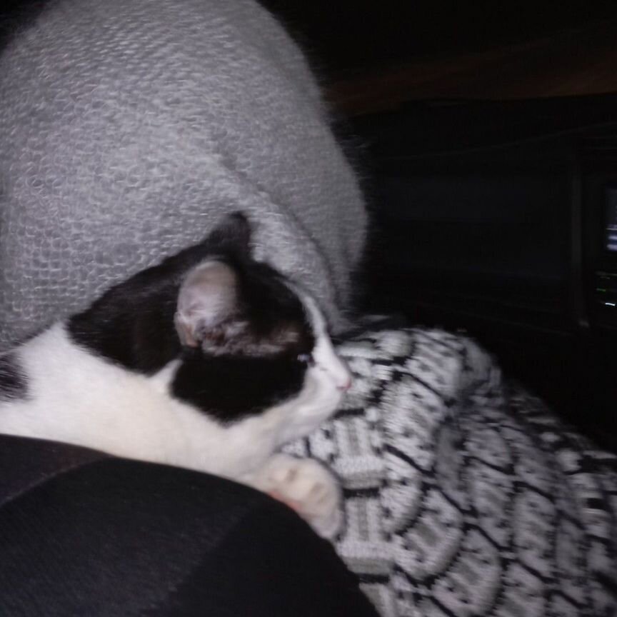 Кот в добрые руки в деревню (частный дом)