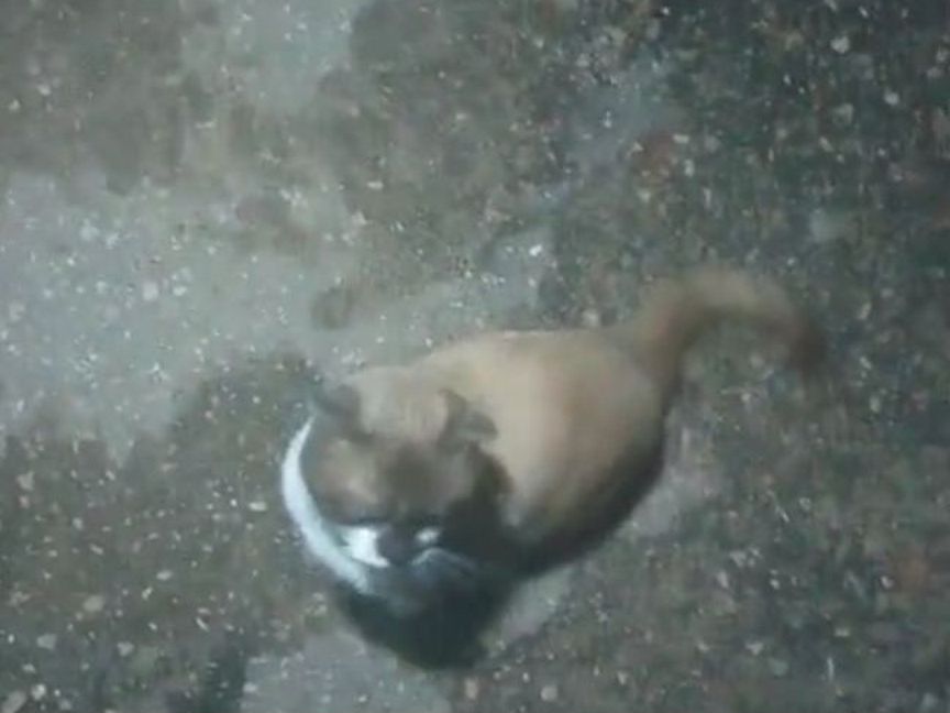 Котик- потеряшка