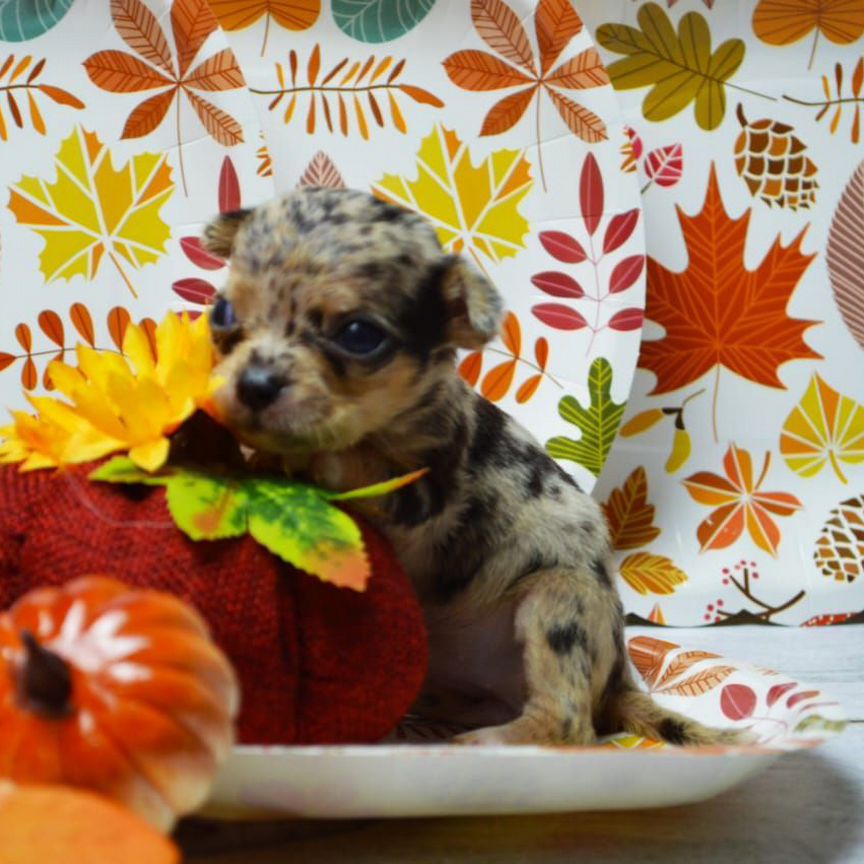 Очень маленькая горошенка