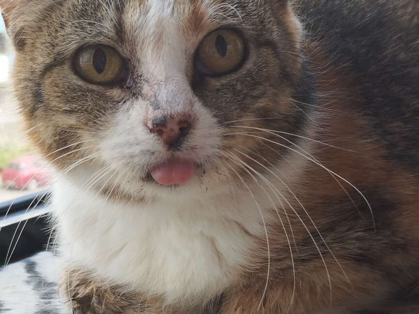 Кошка Лиуза