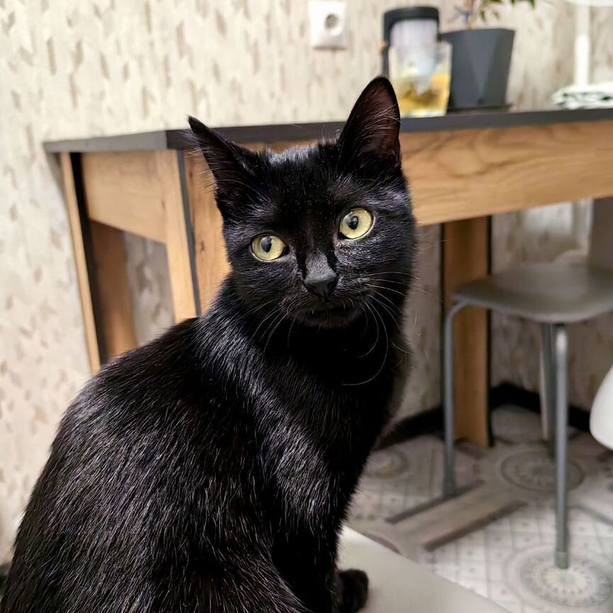 Бомбейская кошка