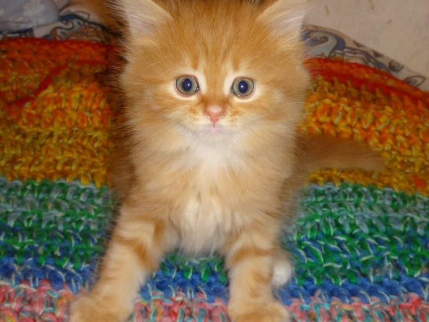 Рыжие Котики