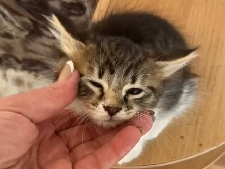 Отдам котенка в добрые руки