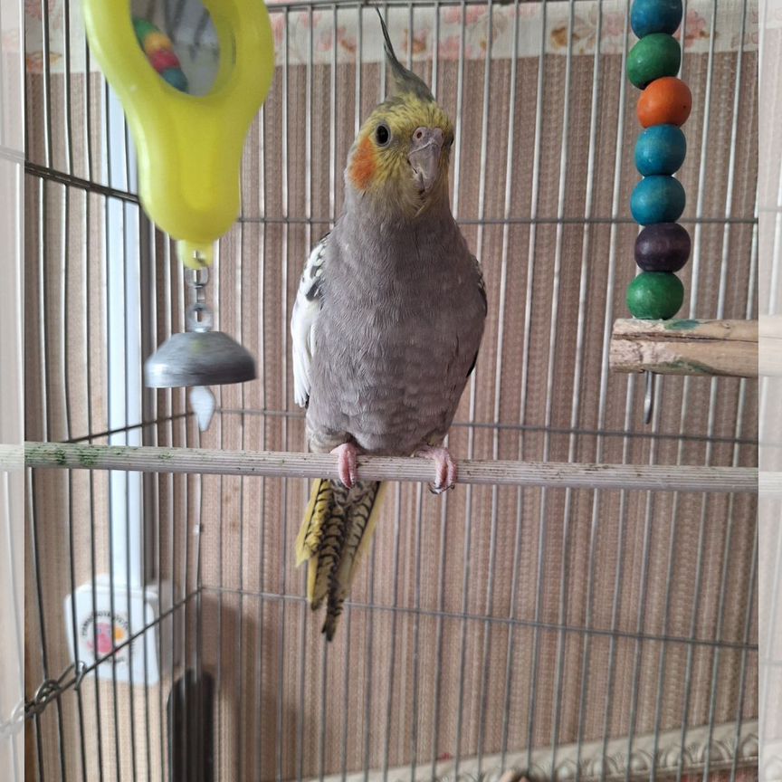 Попугай самец корелла ручной