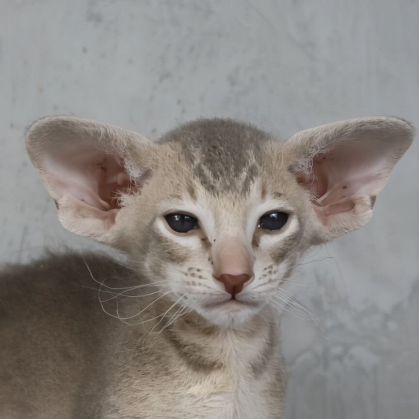 Ориентальный котёнок