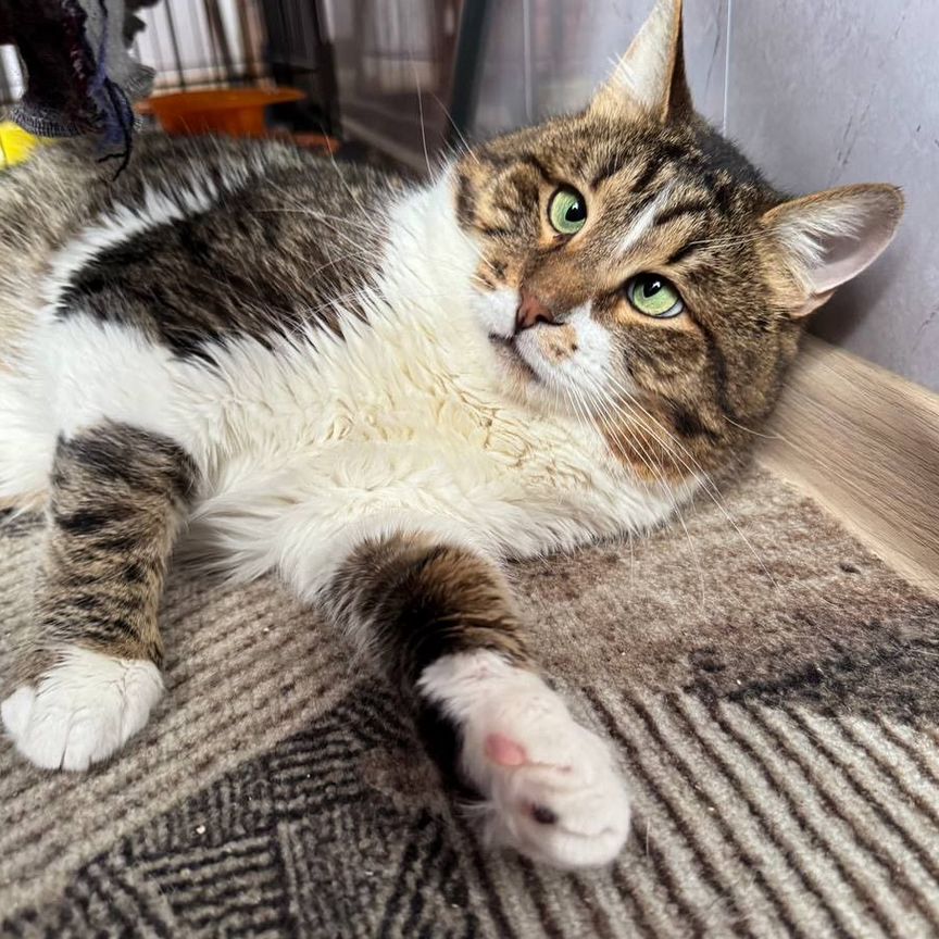 Взрослый кот в добрые руки