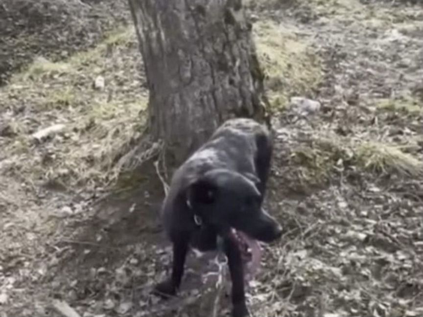 Собака воспитанная кинологом ищет дом