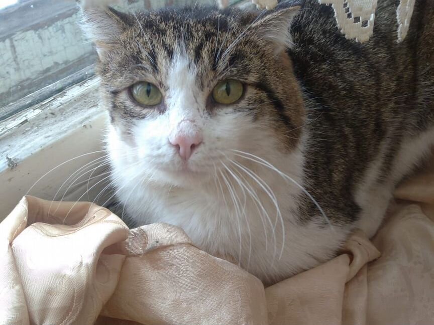 Вася Мышелов