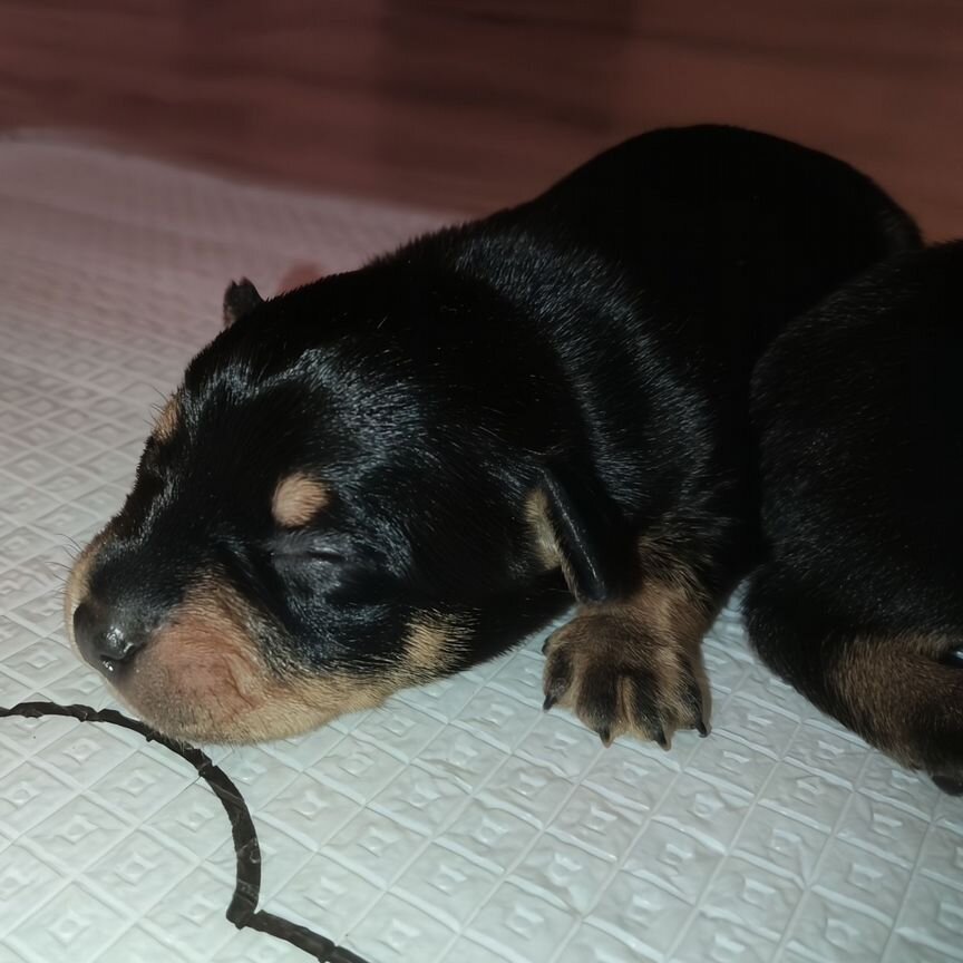 Русский той-терьер, щенок