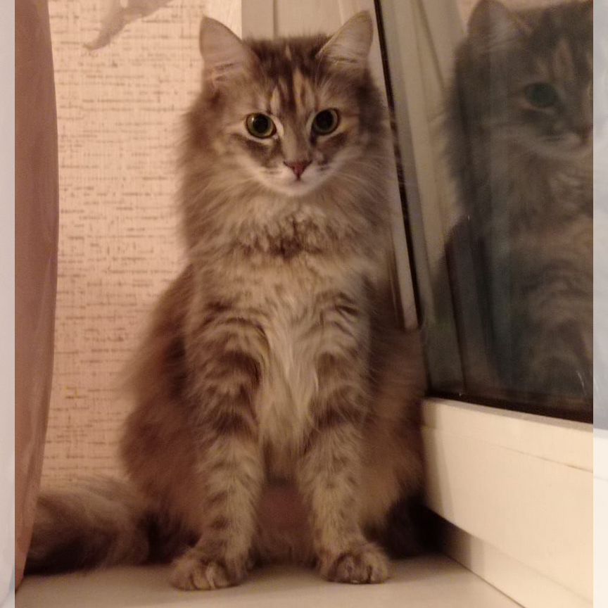Молодая кошечка, почти подросток, в добрые руки