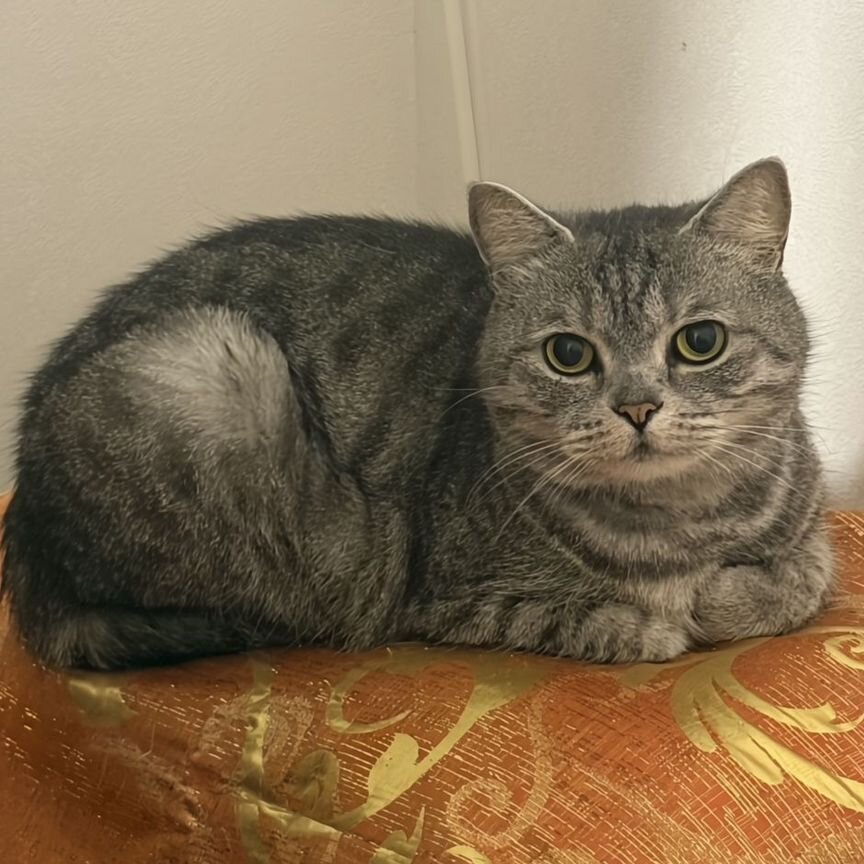 Британская длинношёрстная, взрослая кошка