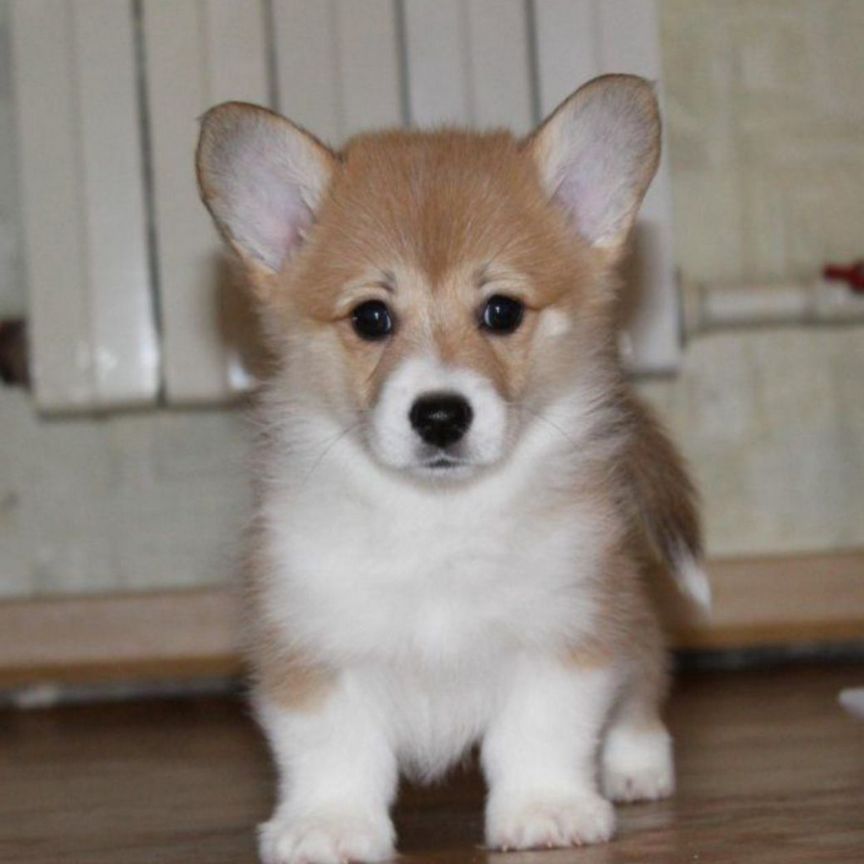 Умненькие Детки Вельш-корги