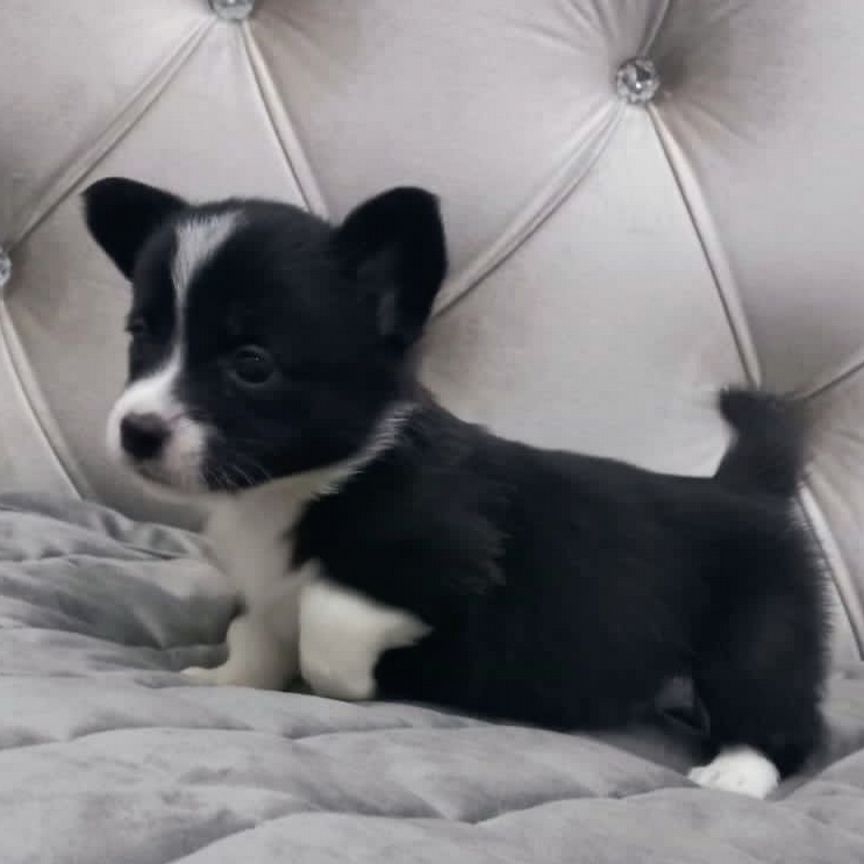 Щенки корги кардиган