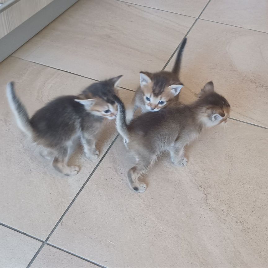 Абиссинские котята дикий окрас
