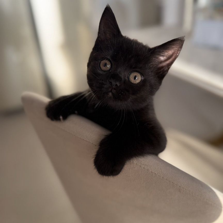 Котенок черный бесплатно