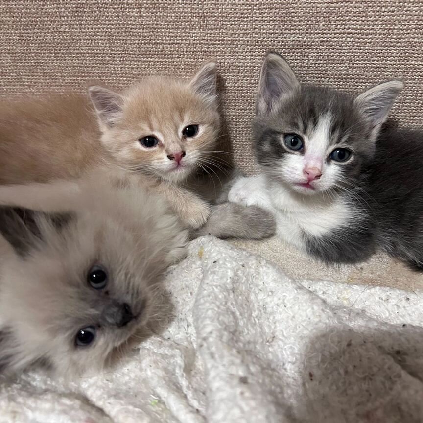 Котята в добрые руки
