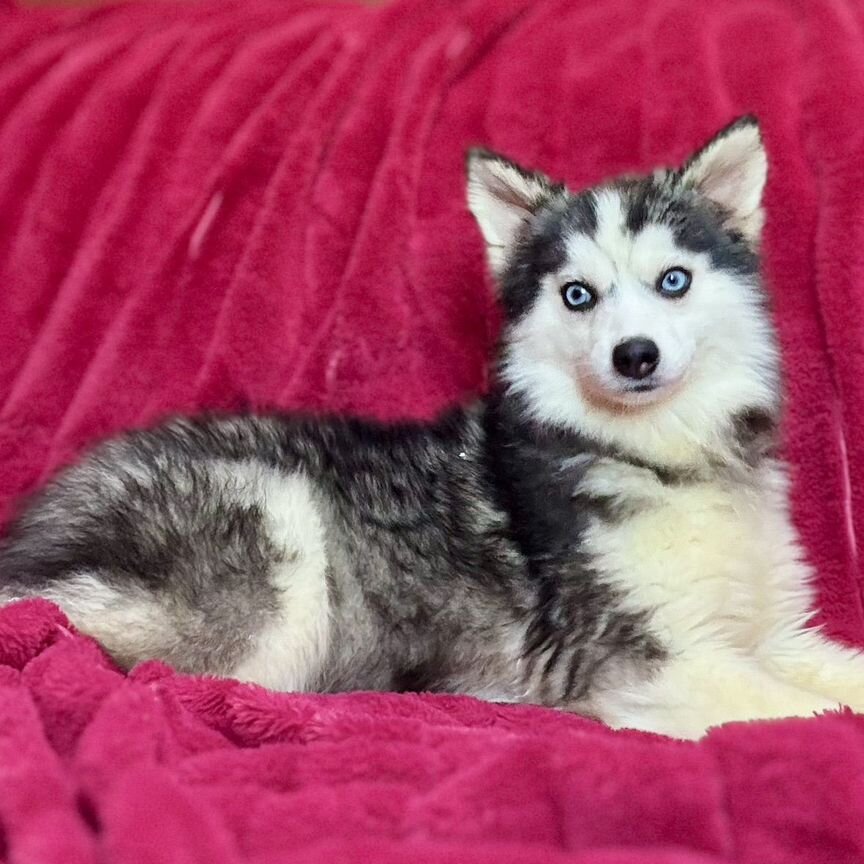 Помски, щенок