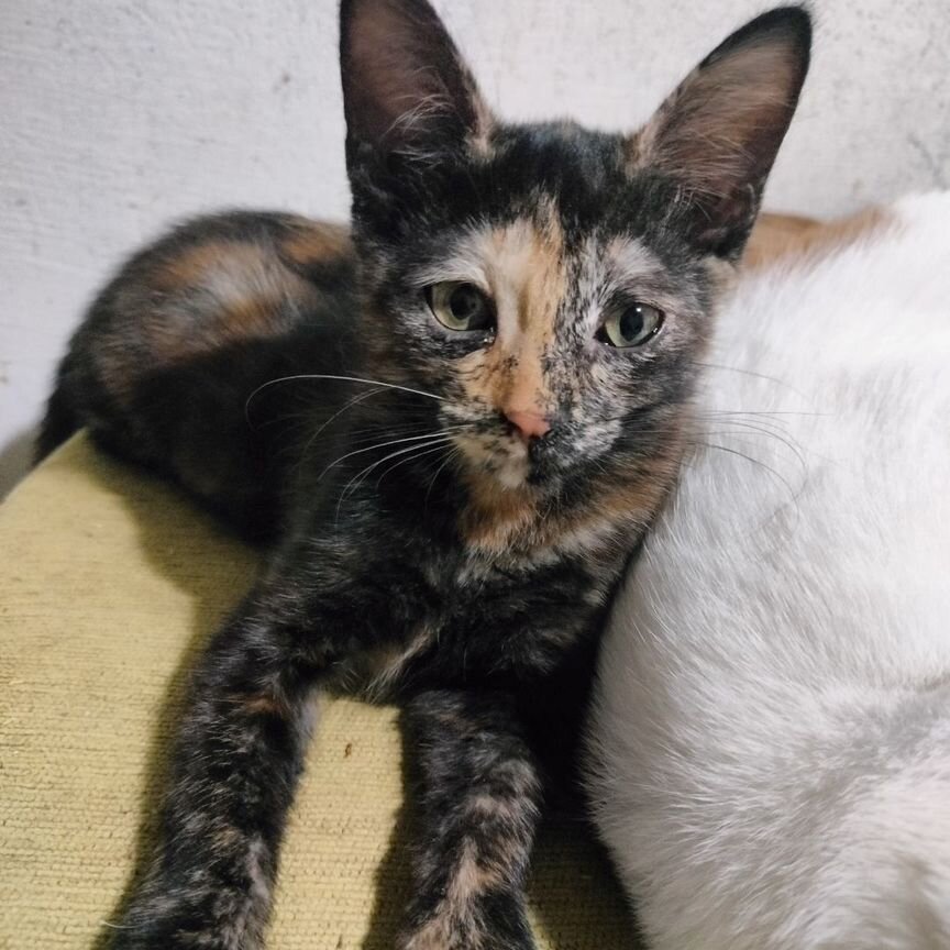 Кошечка красатулька в добрые руки. Игривая