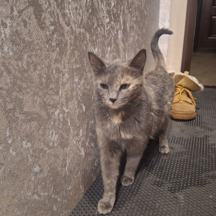 Взрослая, Девочка кошка в добрые руки