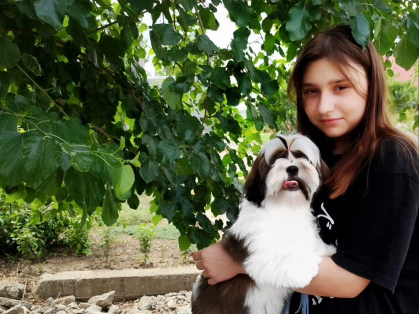 Щенки ши-тцу