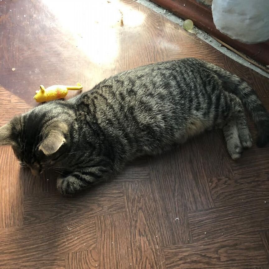 Котенок