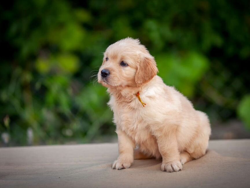 Золотистый ретривер