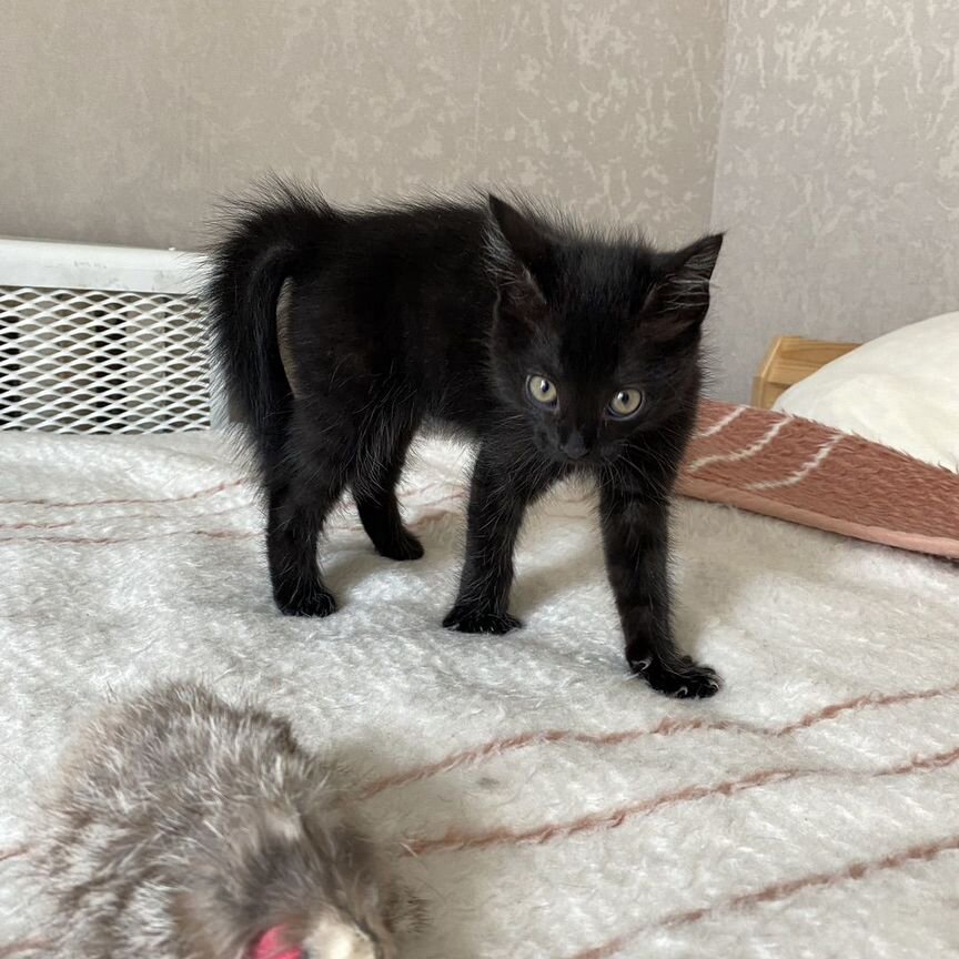 Черный котенок в дар