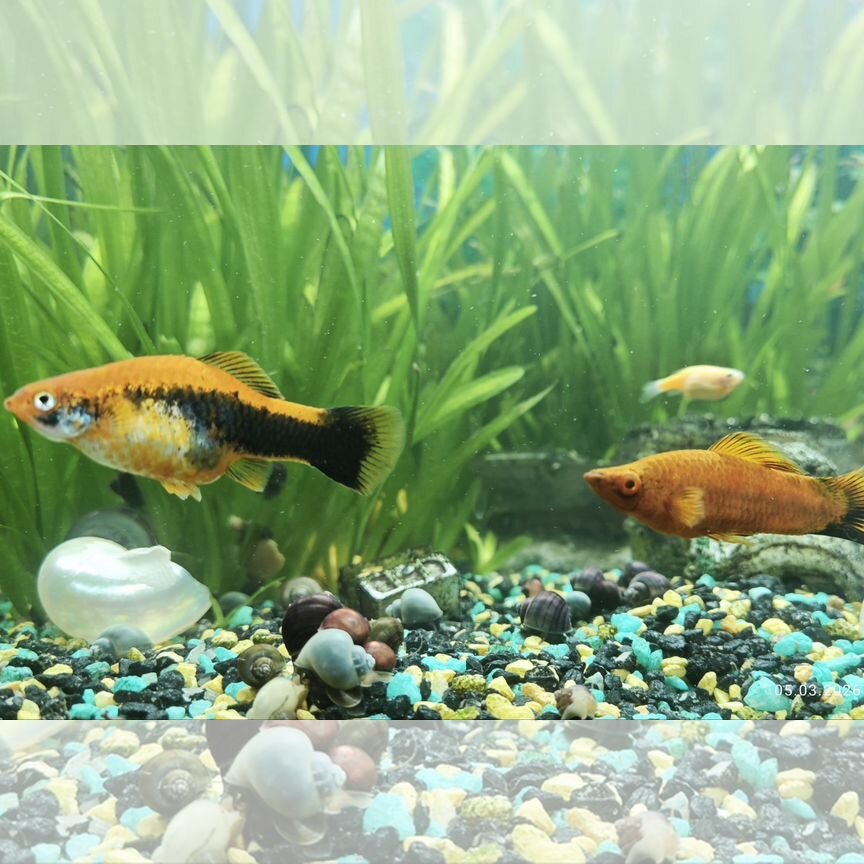 Взрослые меченосцы