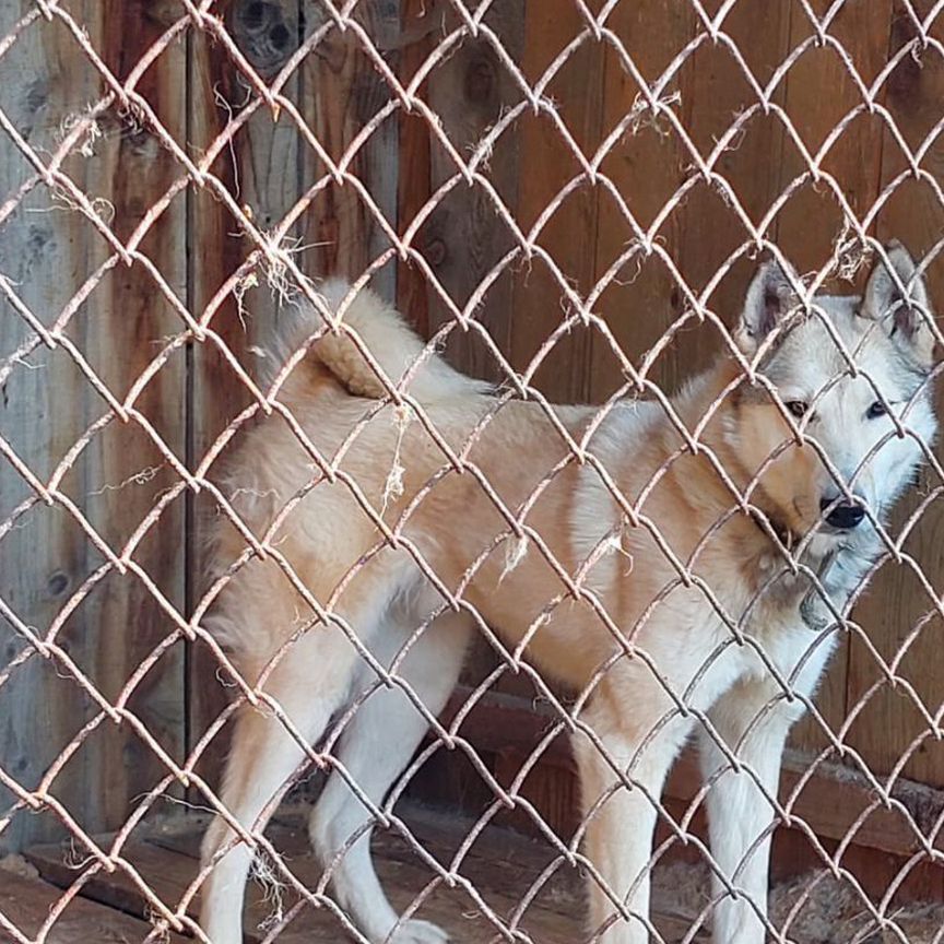 Кабель западно сибирской лайки