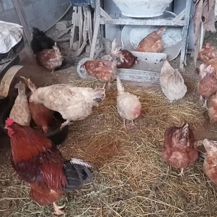 Инкубационное яйцо