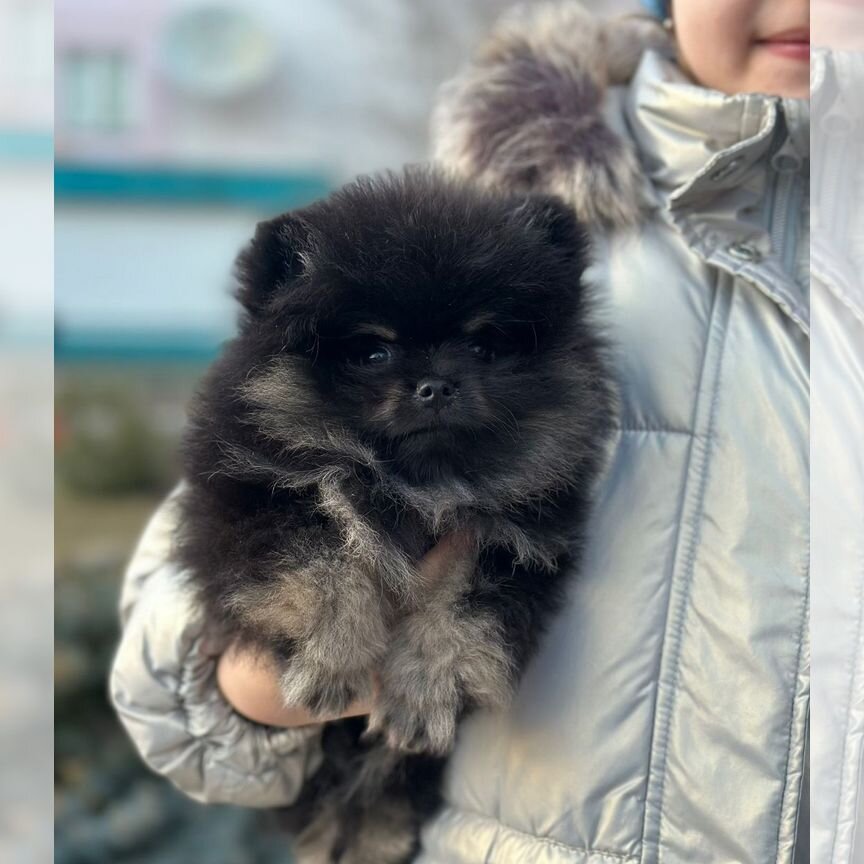 Померанский шпиц, щенок