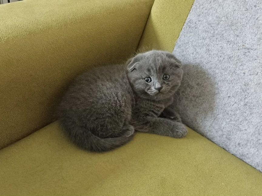 Шотландские котята