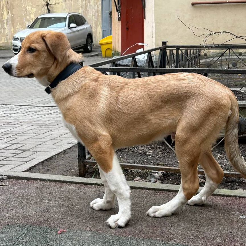 Щенок в добрые руки