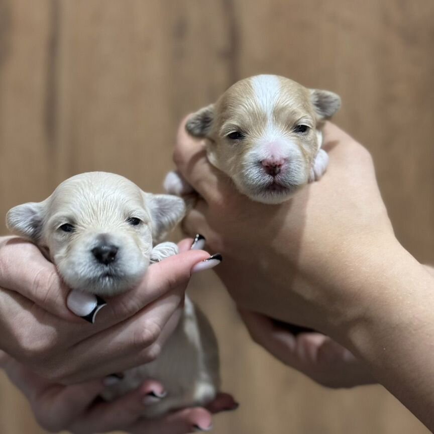 Малыши мальтипу f1